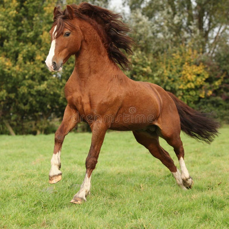 Nice Chestnut Welsh Pony Stallion Jumping Stock Photo - Image of speed ...