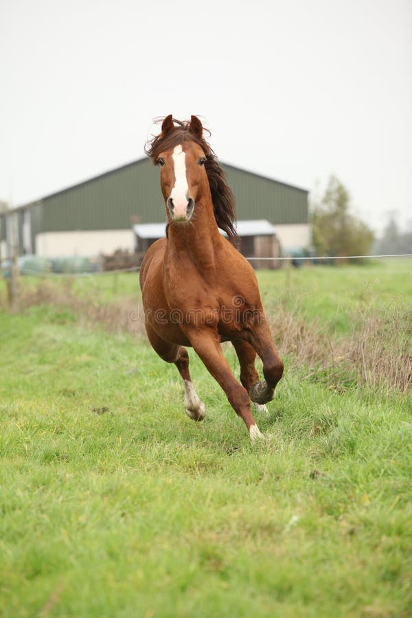 Nice Chestnut Welsh Pony Stallion Running on Pasturage Stock Image ...
