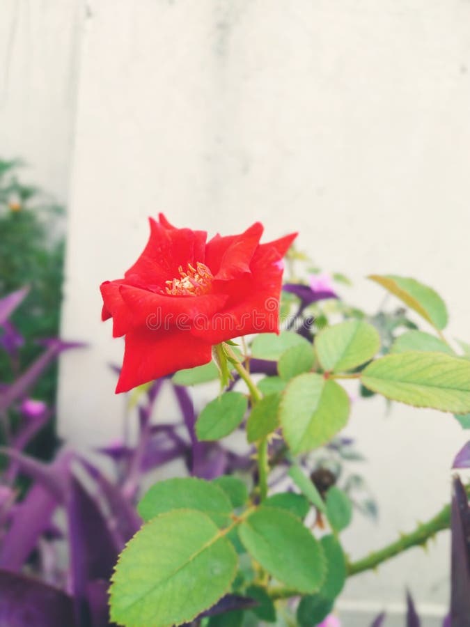 Nice click red rose stock photo. Image of flower, shrub - 231338984