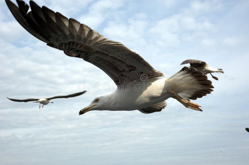 A Nice Close-up of a Great Flying Seagull on the Cantabrian Coast Stock ...