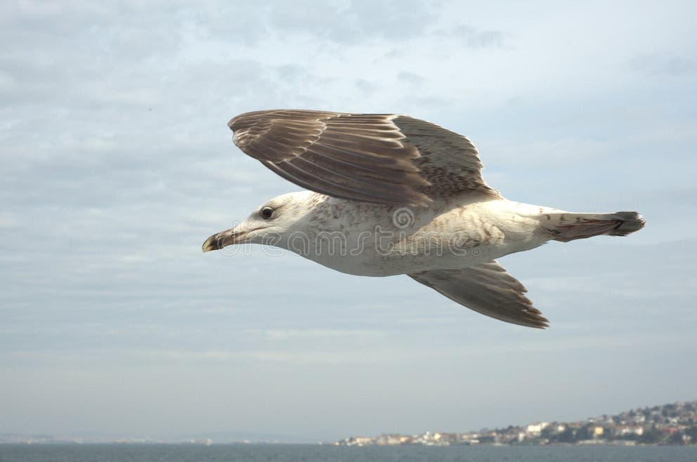A Nice Close-up of a Great Flying Seagull Stock Photo - Image of fauna ...