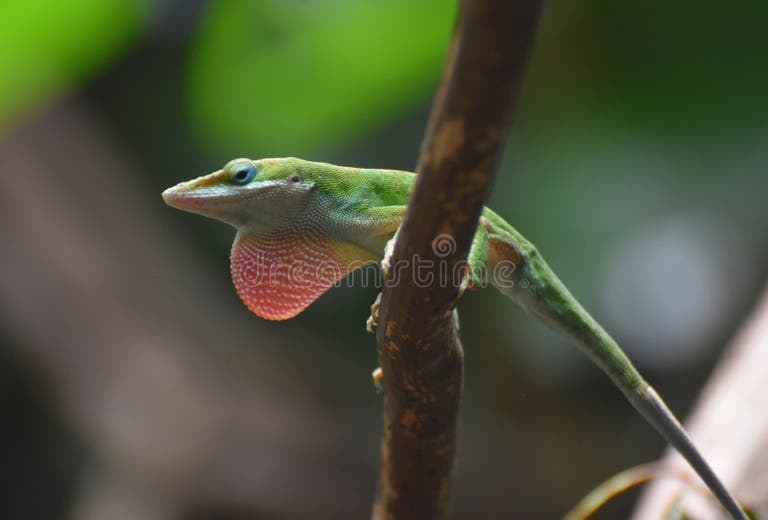 Nice Close Up of a Red Throated Lizard Stock Image - Image of close ...