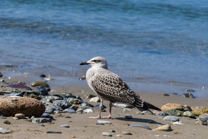 Nice close up seagull stock image. Image of white, gull - 91622431