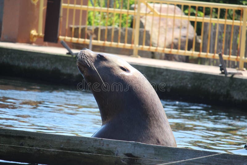 Seal Close Up stock photo. Image of water, animal, wildlife - 117171072