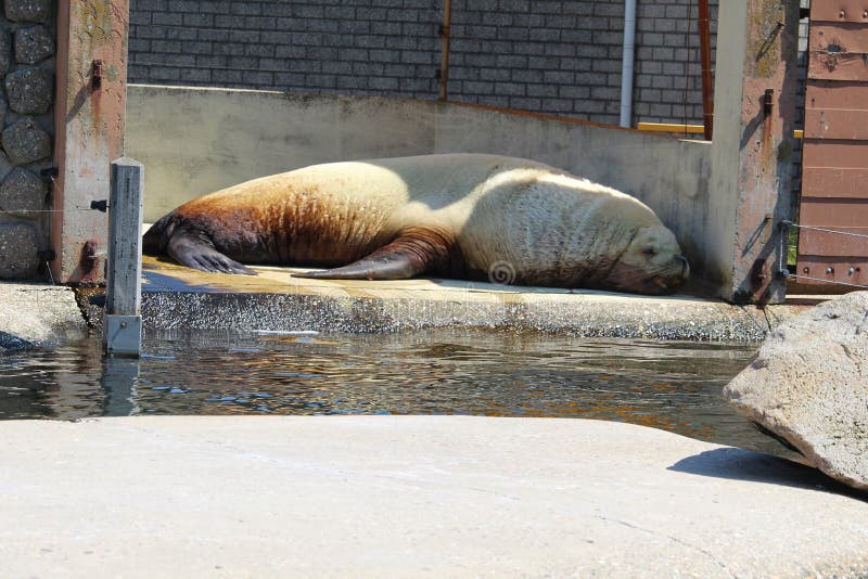 Seal Close Up stock image. Image of coast, seals, beach - 117171299