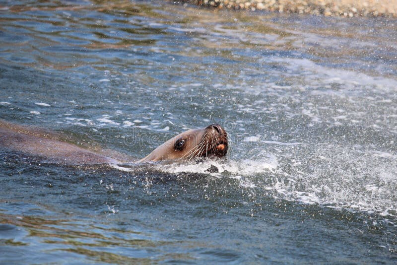 Seal Close Up stock photo. Image of sealion, nice, seal - 117171404
