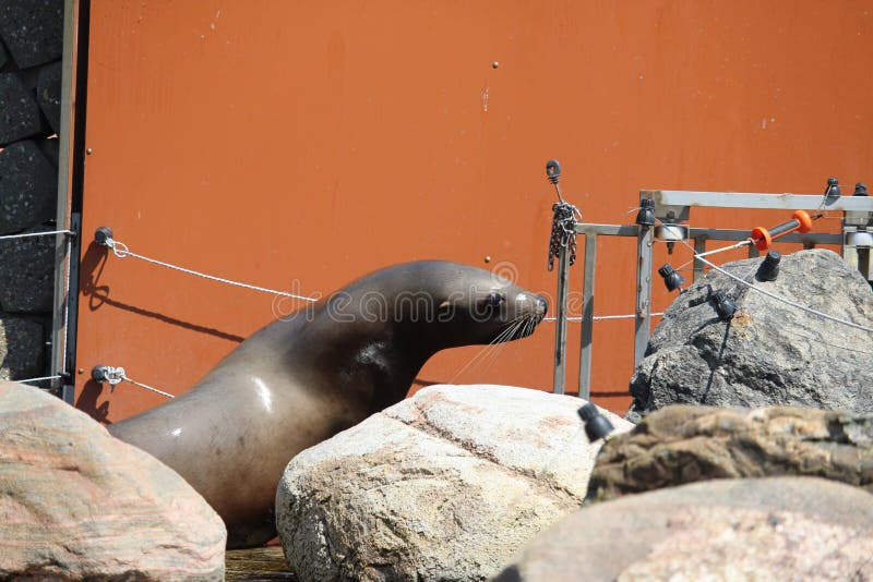 Seal Close Up stock photo. Image of sealion, coast, marine - 117172582