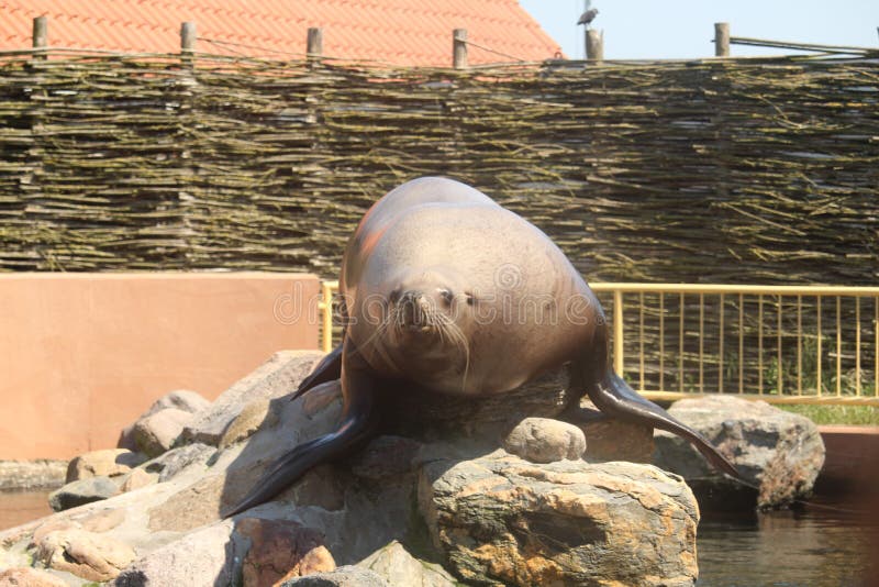 Seal Close Up stock image. Image of seals, nice, close - 117210775