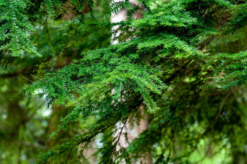 Close up of a Pine Tree stock photo. Image of material - 115924788