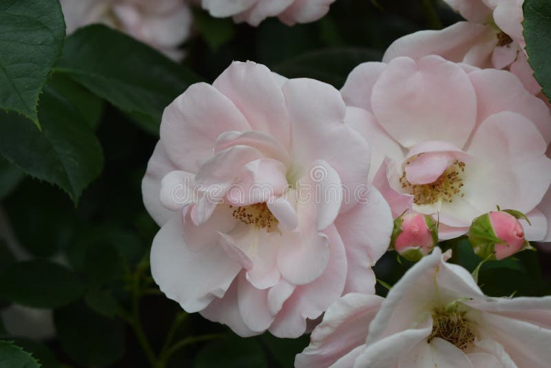 Nice closeup of pink rose stock photo. Image of macro - 175417230