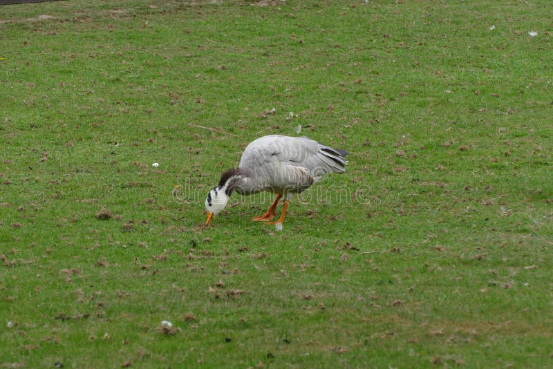 Nice Colored Goose Portrait Stock Image - Image of grey, farming: 156858495