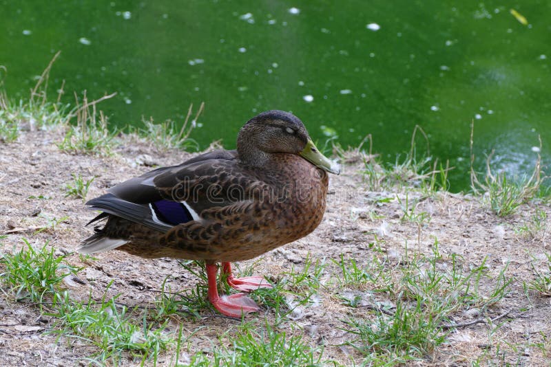 Nice colorful duck stock image. Image of swim, animal - 156858091