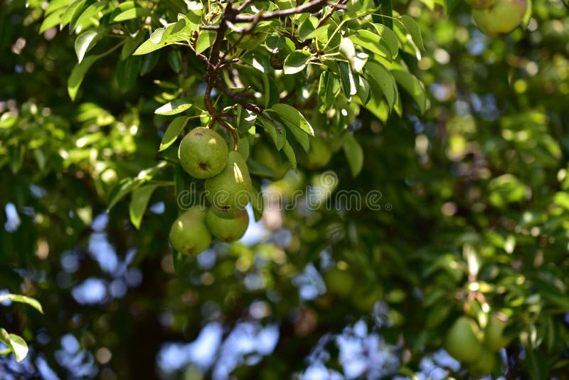 Nice Colorful Pears Close Up in the Sunshine Stock Photo - Image of ...