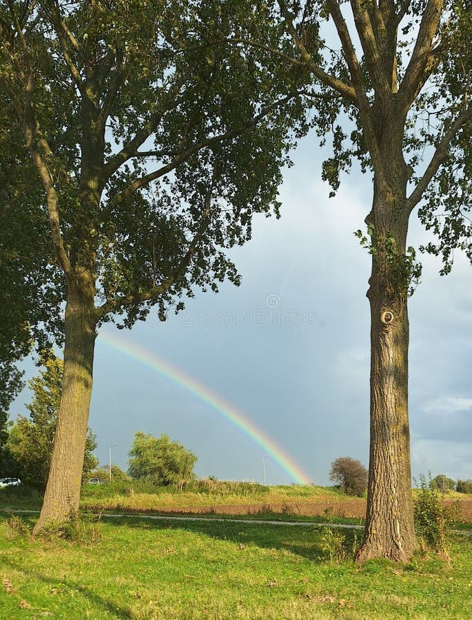 Rainbow between the Trees on a Sunny but Rainy Day Stock Image - Image ...