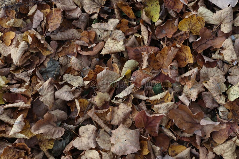 Nice Colorfull Autumn Leaf Texture - Graphics Resource Stock Image ...
