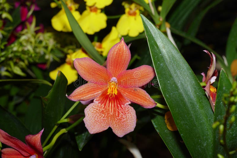 Colorfull Orchidea Floret with Leaf Stock Image - Image of floral ...