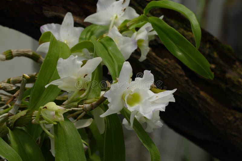 Nice Colorfull Orchidea Floret Stock Image - Image of color, beauty ...