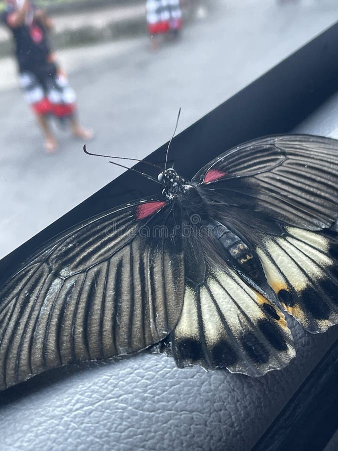 Nice colour butterfly stock image. Image of butterfly - 262132939