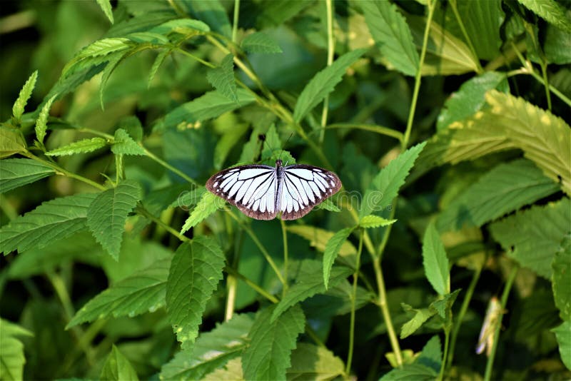 Nice Coloured Beautiful Butterfly Stock Image - Image of landscape ...