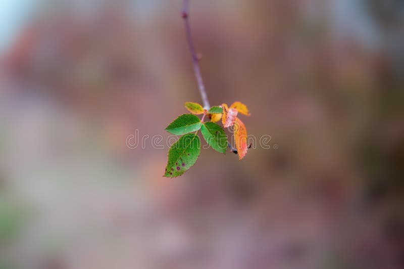 A Nice Colourful Leaf at a Bush in Autumn Stock Photo - Image of fall ...