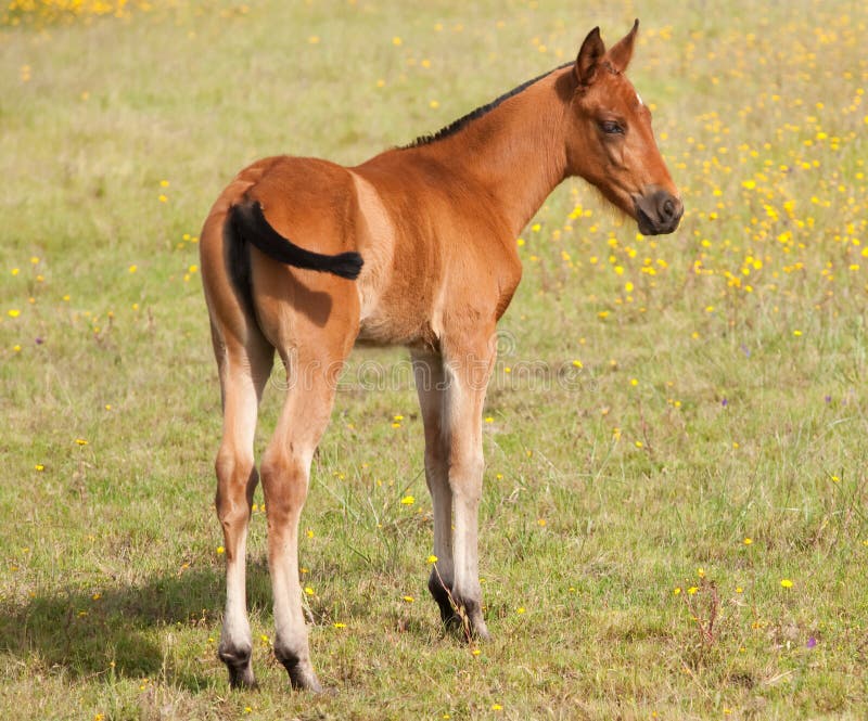 Nice colt in the field stock image. Image of equestrian - 13935067