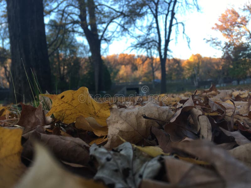 Fall Days; CoolNights, Fallen Leaves Stock Image - Image of nice, cool ...