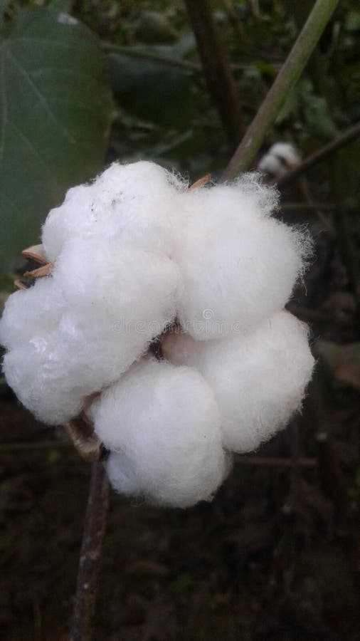 Nice cotton .. editorial image. Image of cottonby, nice - 84608740
