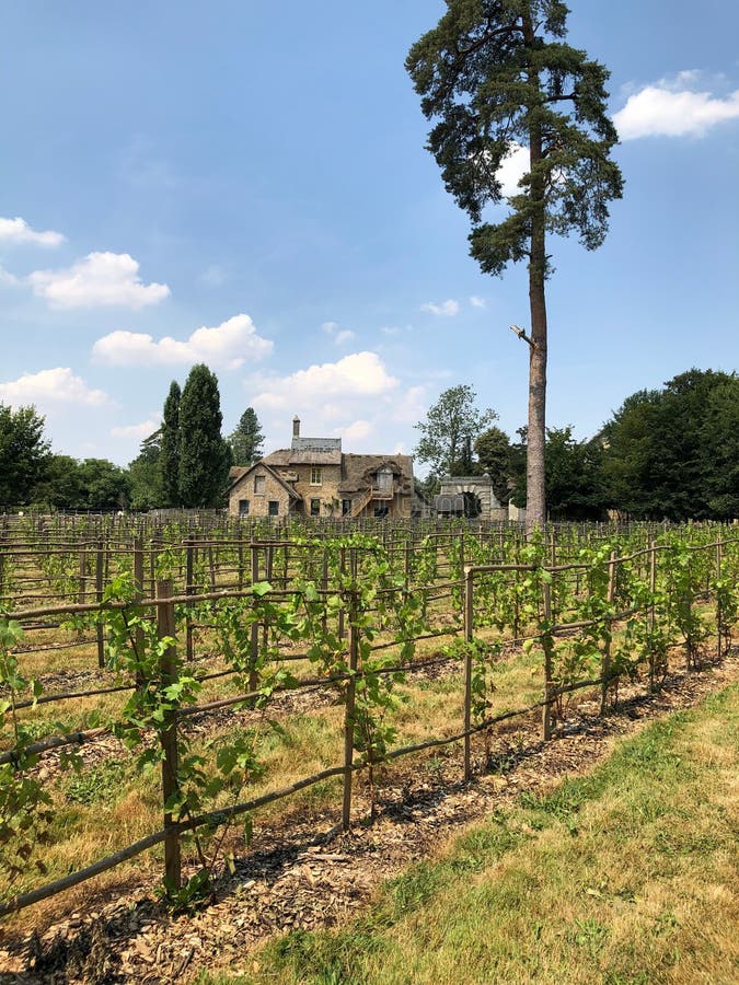 Nice Countryside Garden from Romania Stock Image - Image of flower ...
