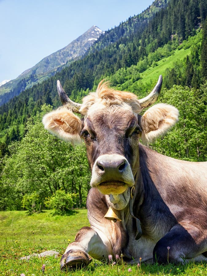 Nice cow stock image. Image of mountain, nature, clear - 32172945