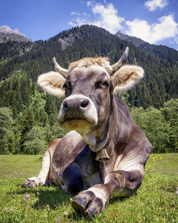 Nice cow stock image. Image of brown, beauty, cute, blue - 35526079