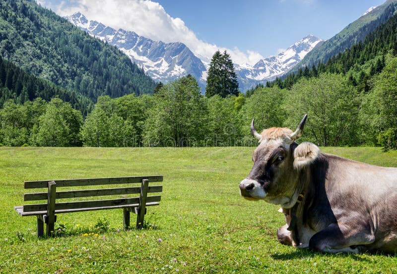 Nice cow stock image. Image of farm, cute, green, checked - 49428493