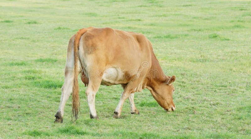 Nice cow on the pasture stock image. Image of health - 50150175