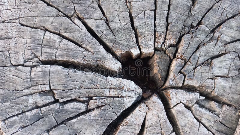 Nice cracked tree trunk stock photo. Image of geology - 266440484