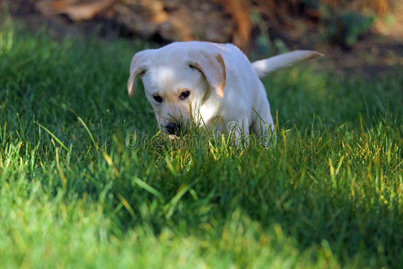 A Nice Cute Yellow Labrador Puppy in Summer Stock Image - Image of ...