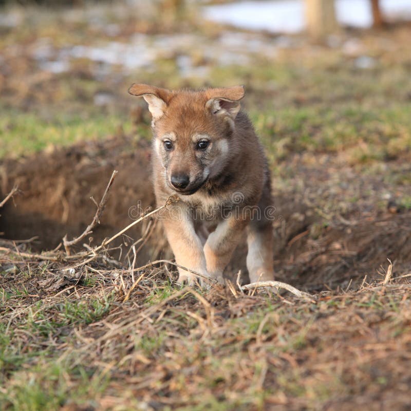 Nice Czechoslovakian Wolfdog Puppy Playing Stock Photo - Image of puppy ...