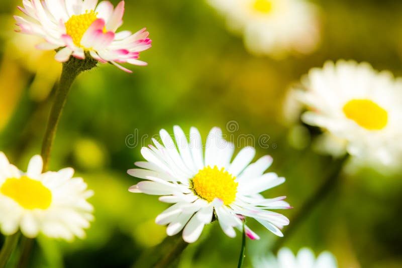 Nice Daisies in Sunny Spring Meadow Stock Image - Image of idyllic ...