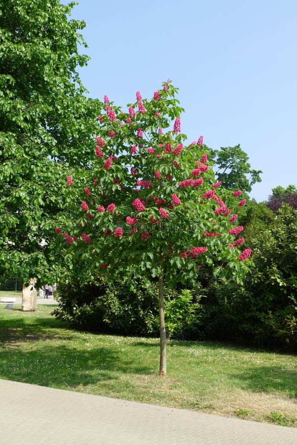 Chestnut tree stock image. Image of inflorescence, flowers - 118120581