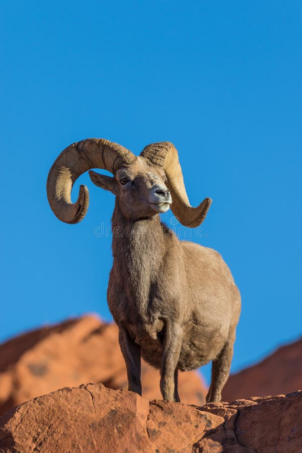 Nice Desert Bighorn Ram on Rock Stock Photo - Image of animal, wildlife ...