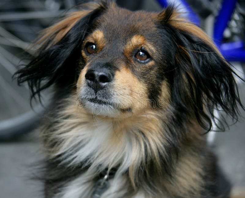 Nice dog 2 stock image. Image of four, legged, scent, coloured - 1046489