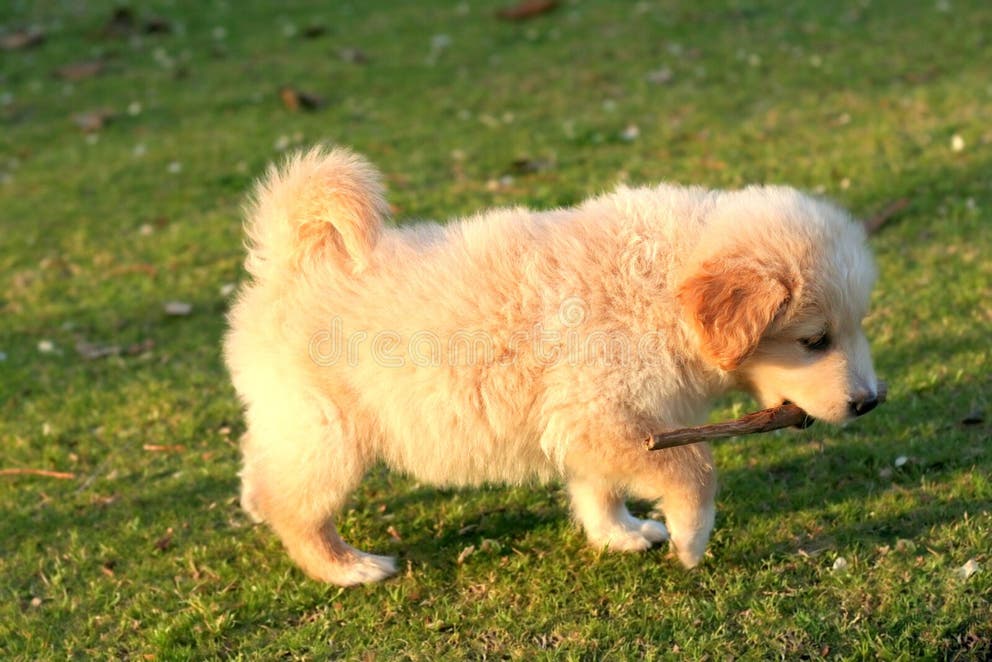 Nice dog stock photo. Image of guard, happiness, love - 2172958