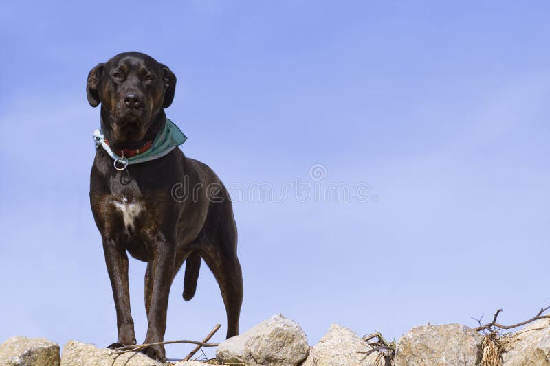 Nice dog stock photo. Image of friendly, portrait, hunting - 2638642