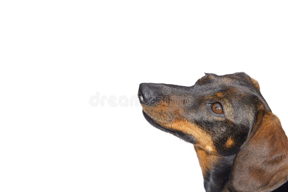 Nice dog stock photo. Image of color, domesticated, canine - 467388