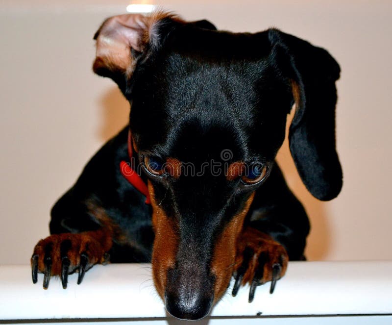 Nice dog stock image. Image of dogs, nice, animals, animal - 44921097