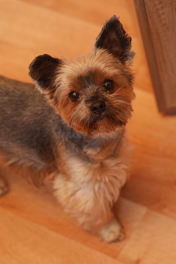 A nice dog is looking stock image. Image of pets, looking - 140601495