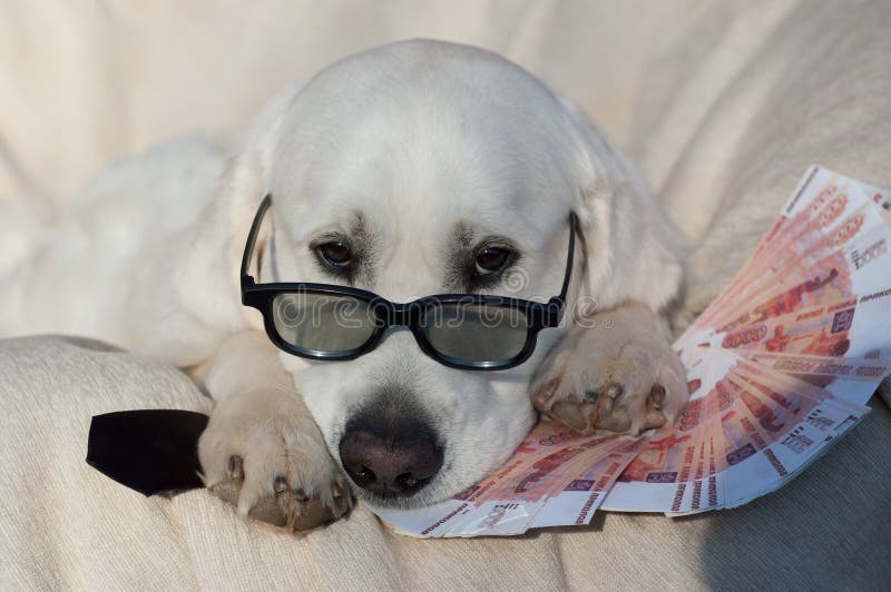 Nice dog with money editorial image. Image of nice, funny - 63379875