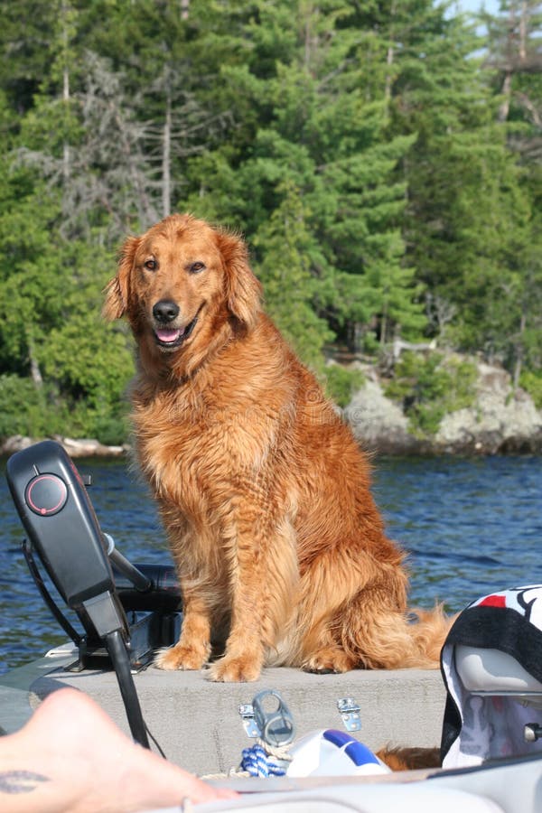 Nice dog portait stock image. Image of summer, gold, lake - 2221951