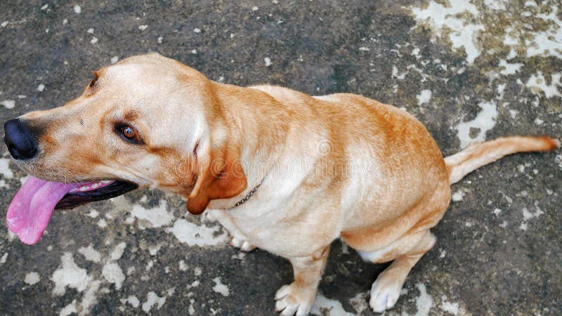 Nice dog stock image. Image of floor, nice, brown - 96221111