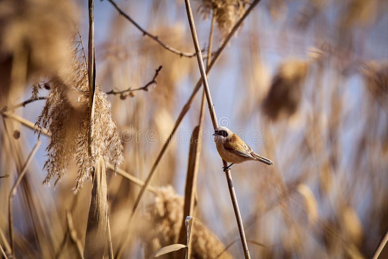 Nice Draw Pendulinus Pendulum Bird Stock Image - Image of bird, wild ...