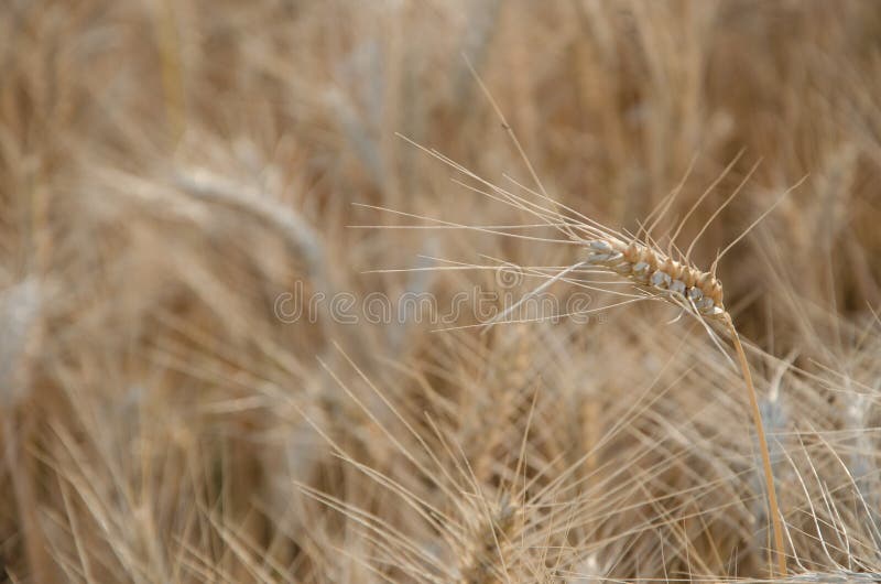 Nice Dry Gold Wheat Stem Close Up. Stock Photo - Image of wheat, nature ...