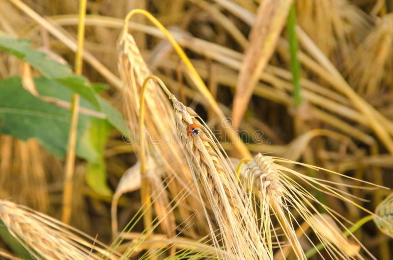 Nice Dry Gold Wheat Stem Close Up. Stock Photo - Image of straw, field ...